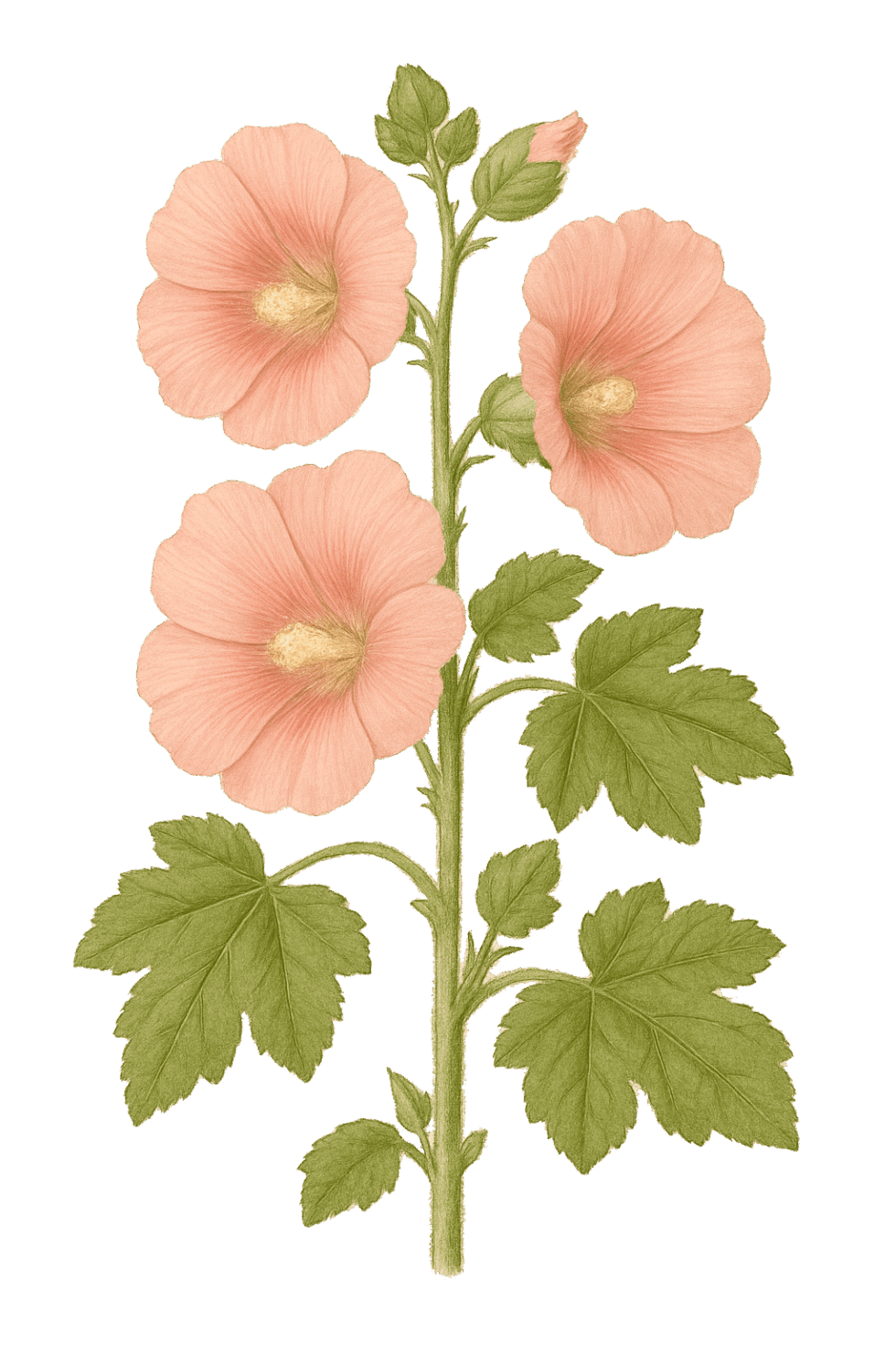 Stokrose - Regenerativt Landbrug